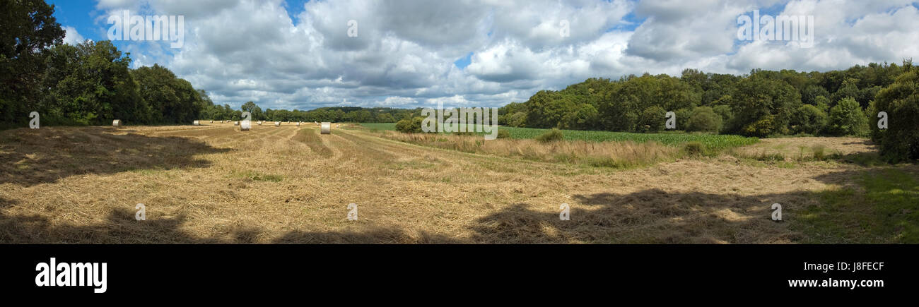 bucolic, tree, trees, agriculture, farming, field, summer, summerly ...