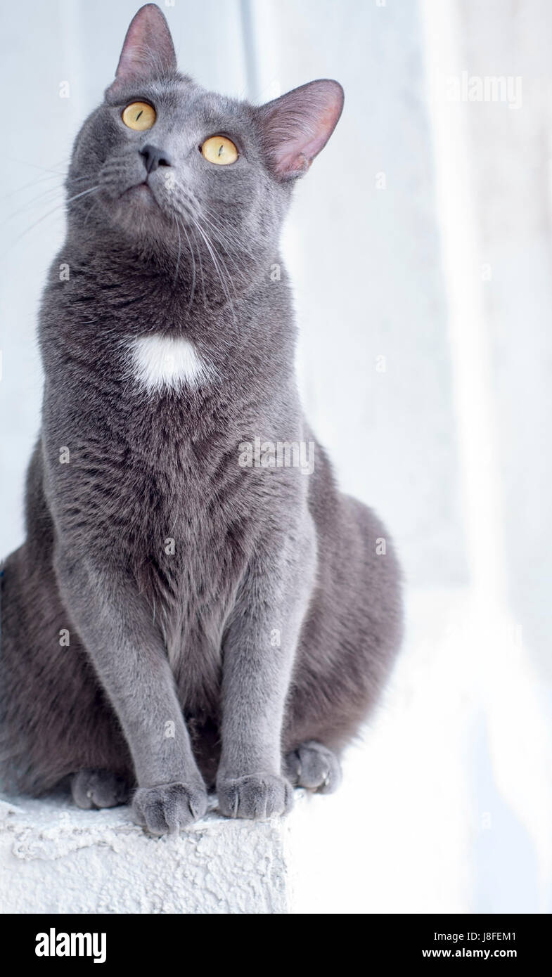 russian blue cat breed Stock Photo - Alamy