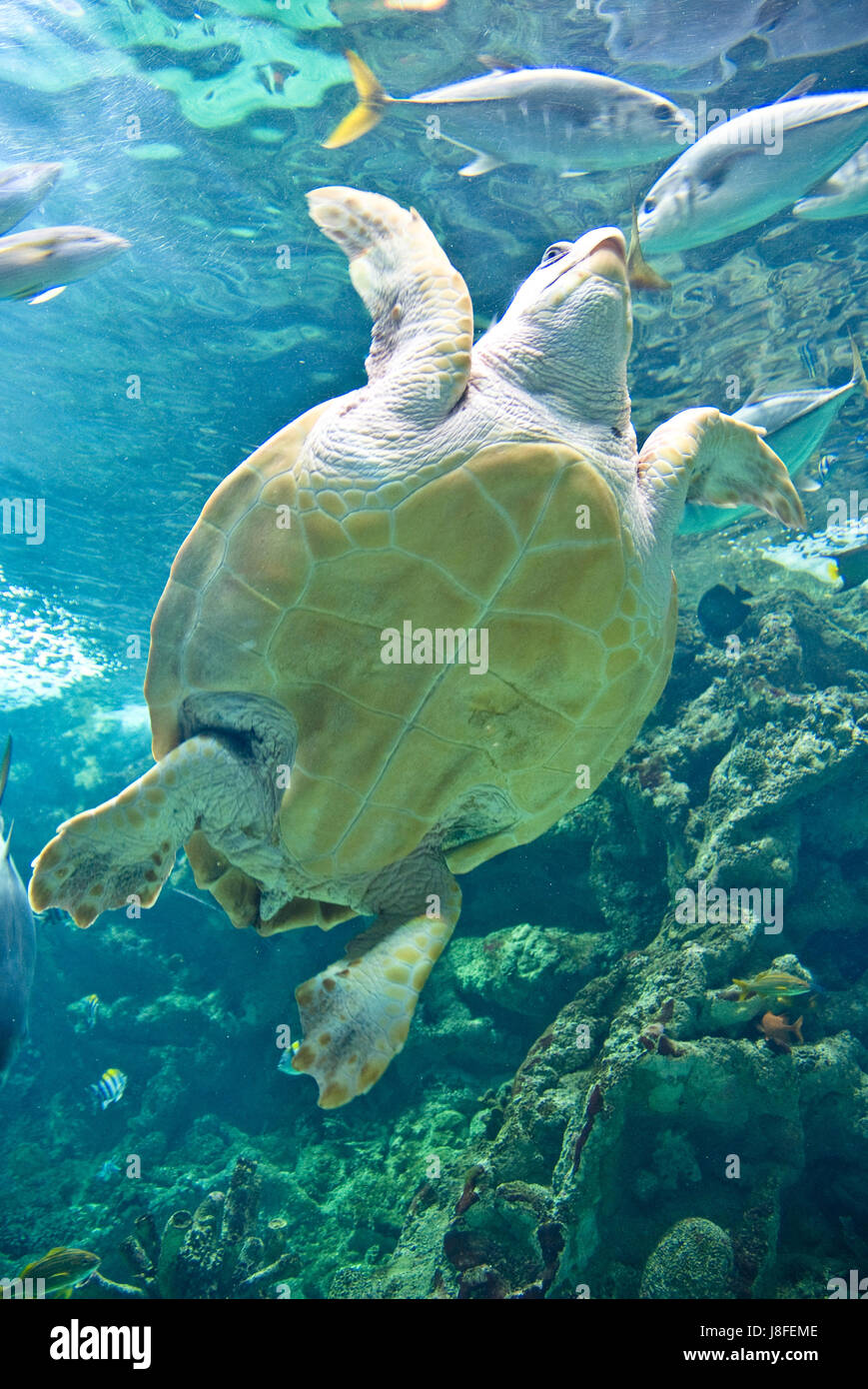 amphibian, fish, shell, underwater, barrier, spotted, reef, turtle ...