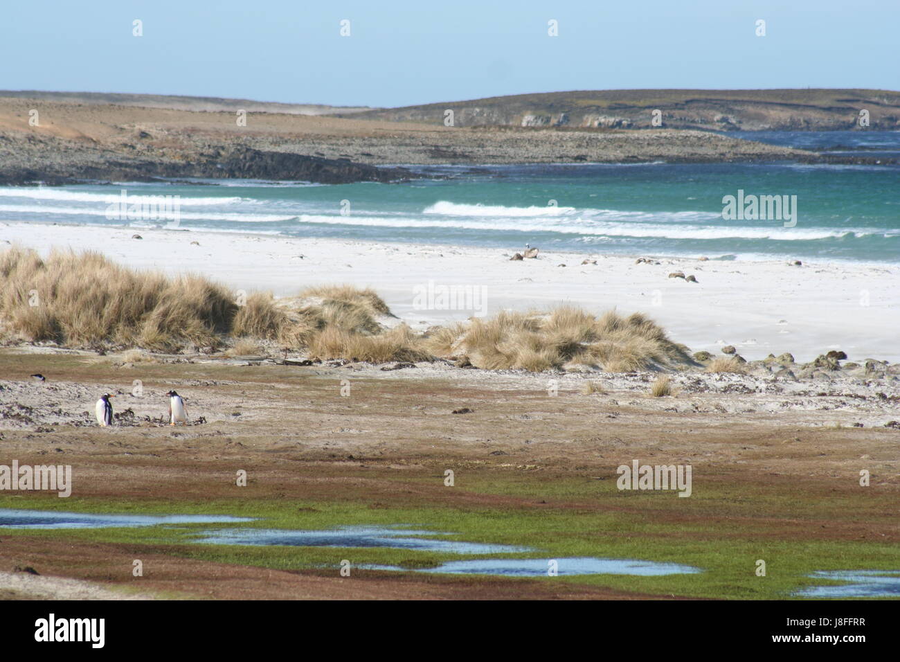Falkland islands photographs hi-res stock photography and images - Alamy