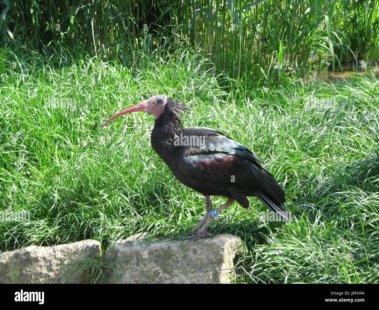 died out, animal, bird, animals, birds, died out, waldrapp, geronticus ...