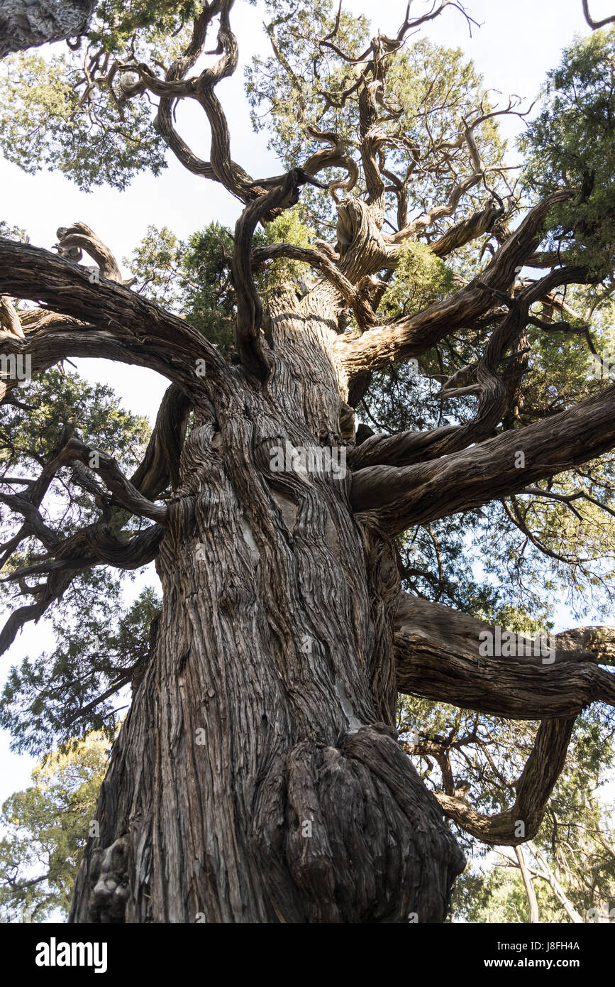 Old cypress tree hi-res stock photography and images - Alamy