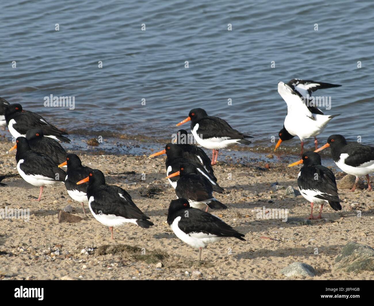 bird, birds, colony, coast, wader, waders, group, salt water, sea ...