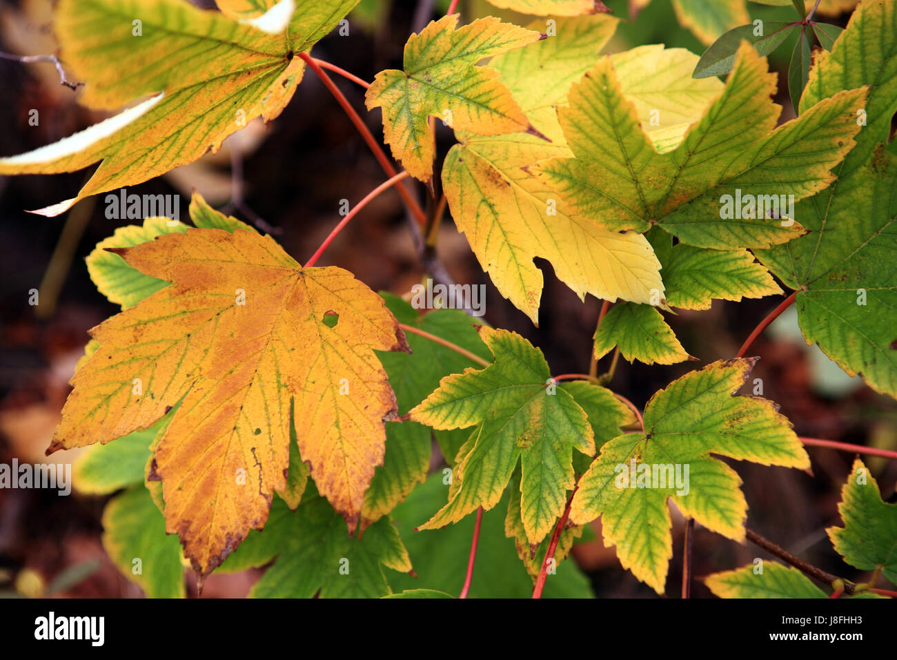 leaf, circulation, tree, green, leaves, coloured, colourful, gorgeous ...