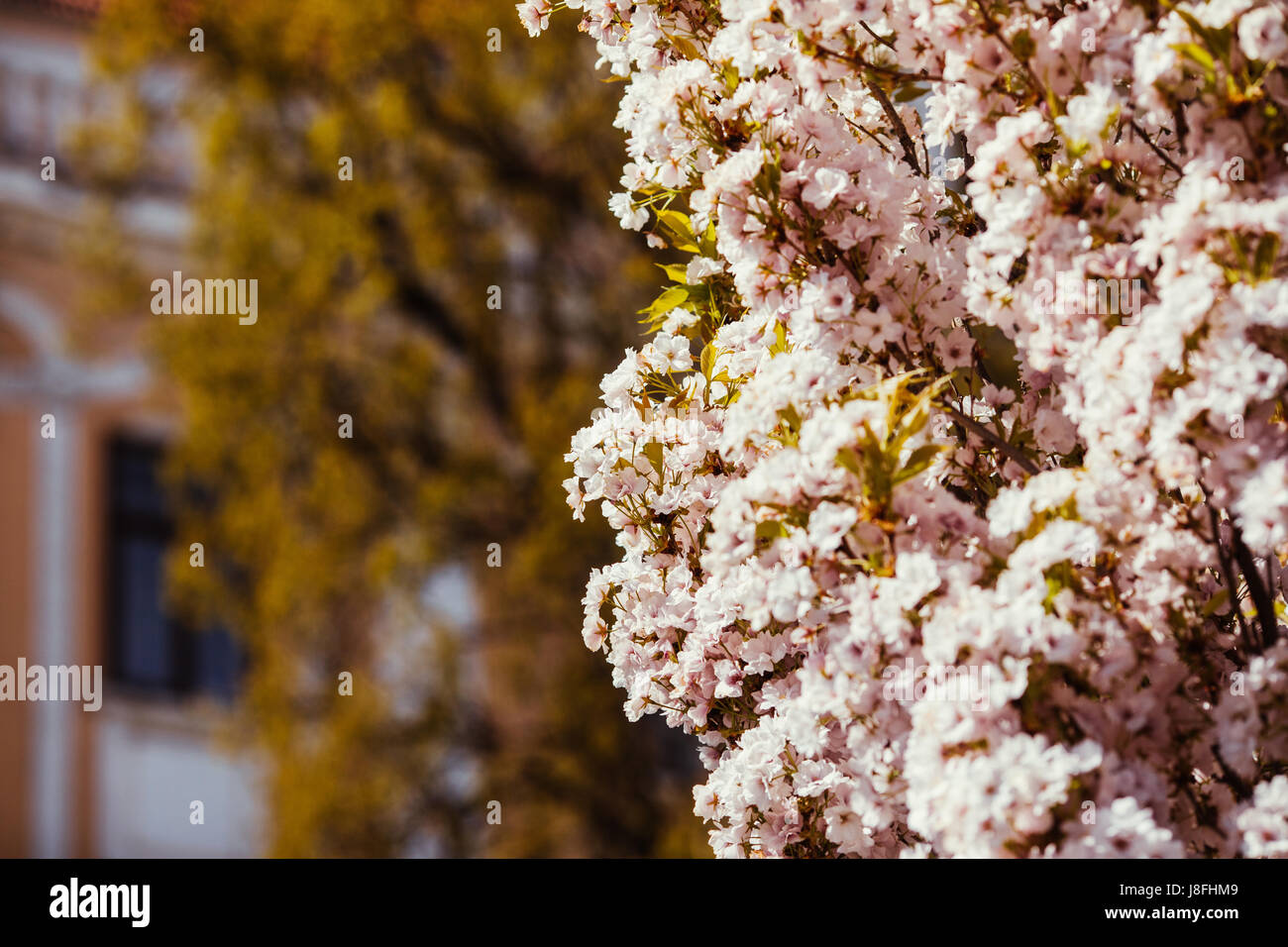 Close up of beautiful vintage sakura tree flower cherry blossom in ...