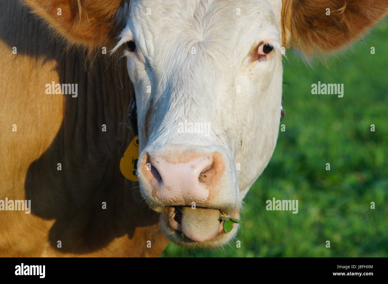 eye, organ, switzerland, cow, bullock, infrequently, eye, organ ...