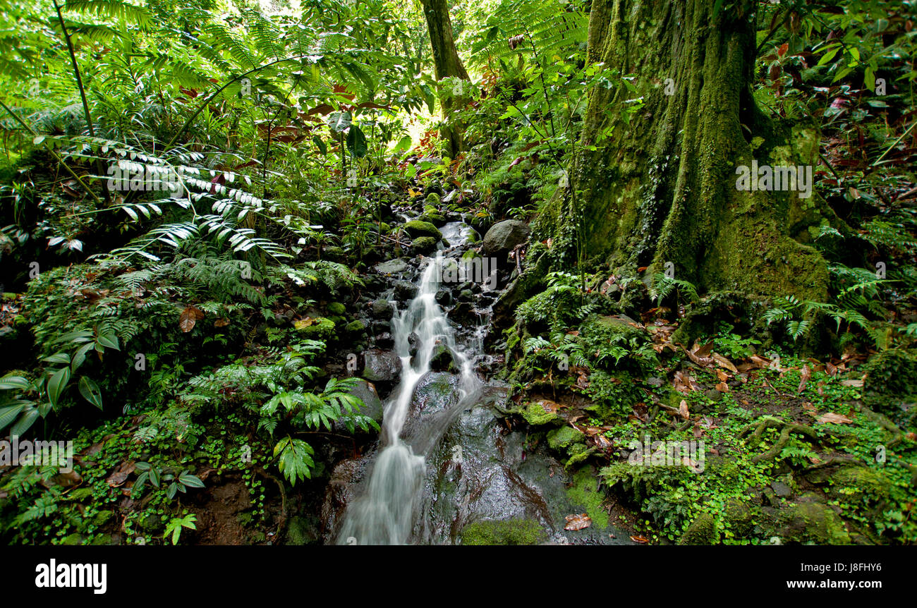 virgin forest, jungle, moist, rainfall, sultry, gay, rainforest, rain ...