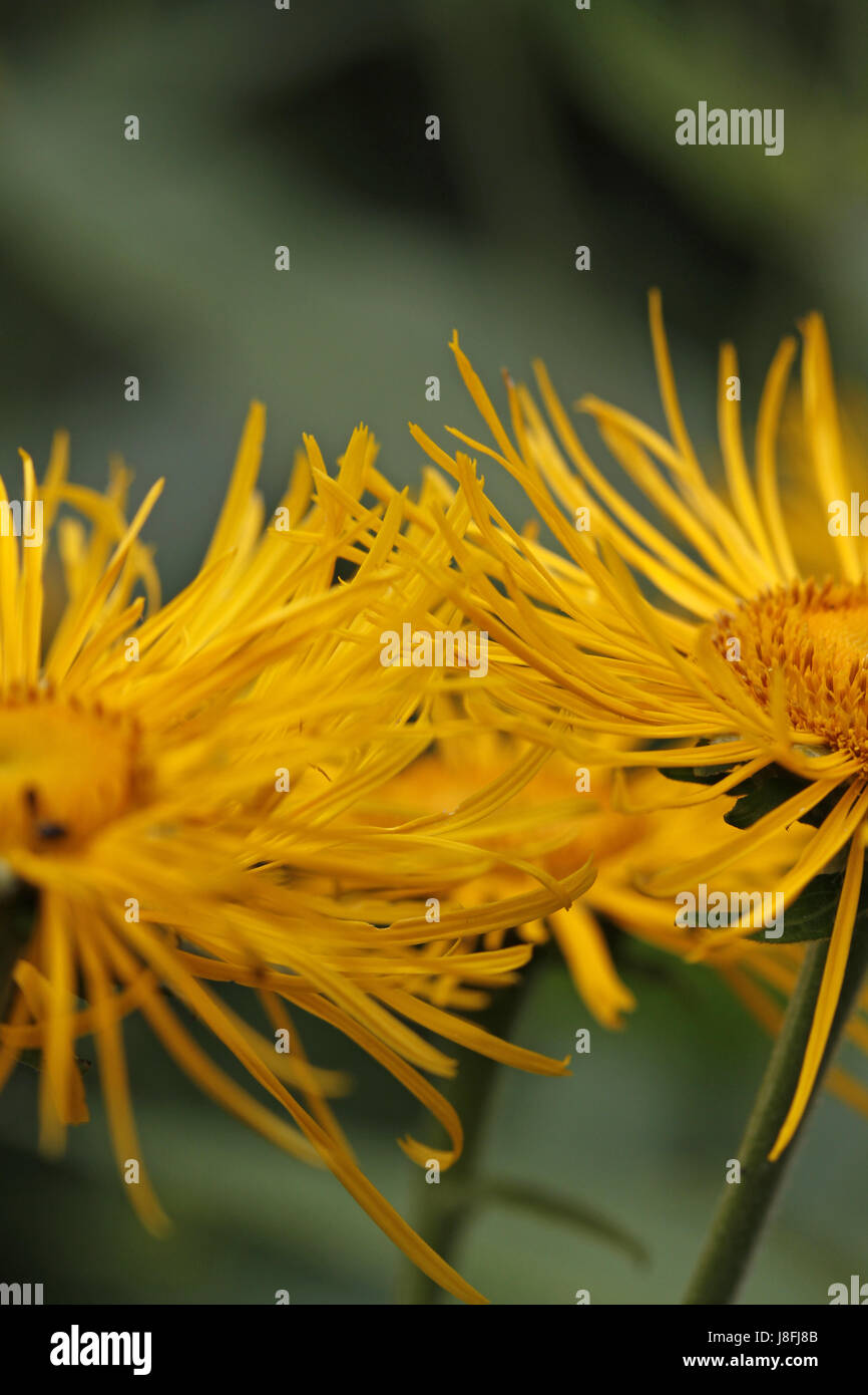 garden, flower, plant, bloom, blossom, flourish, flourishing, gardens ...