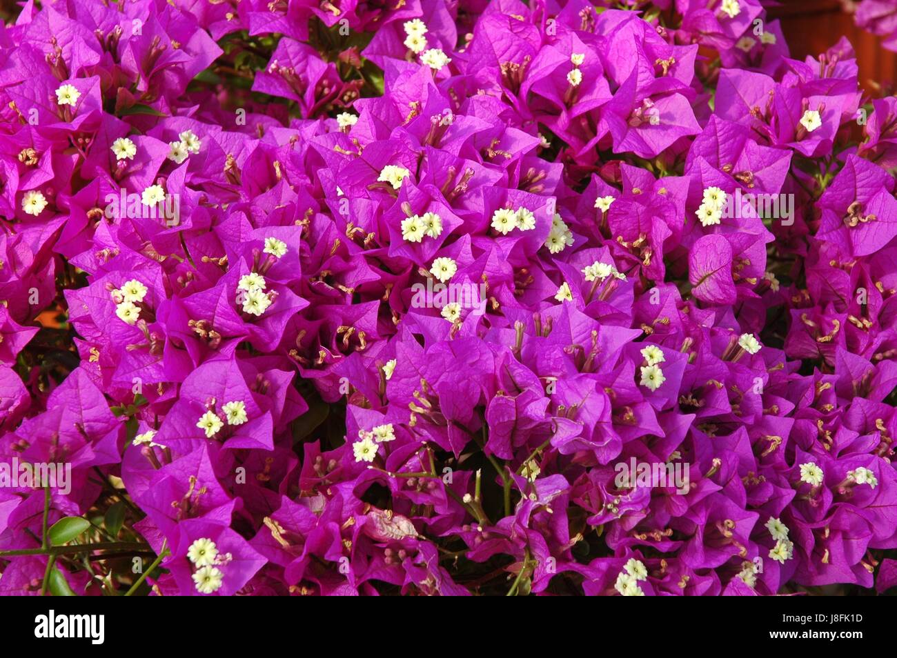 bloom, blossom, flourish, flourishing, blossoms, purple, bleed, plant ...