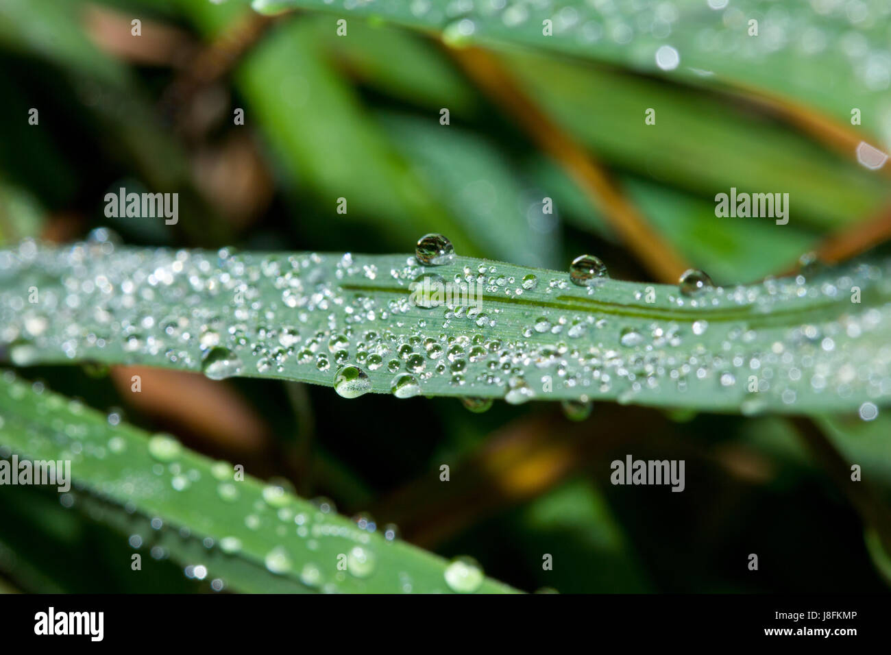 wet, blade of grass, meadow, grass, lawn, green, moist, water drop ...