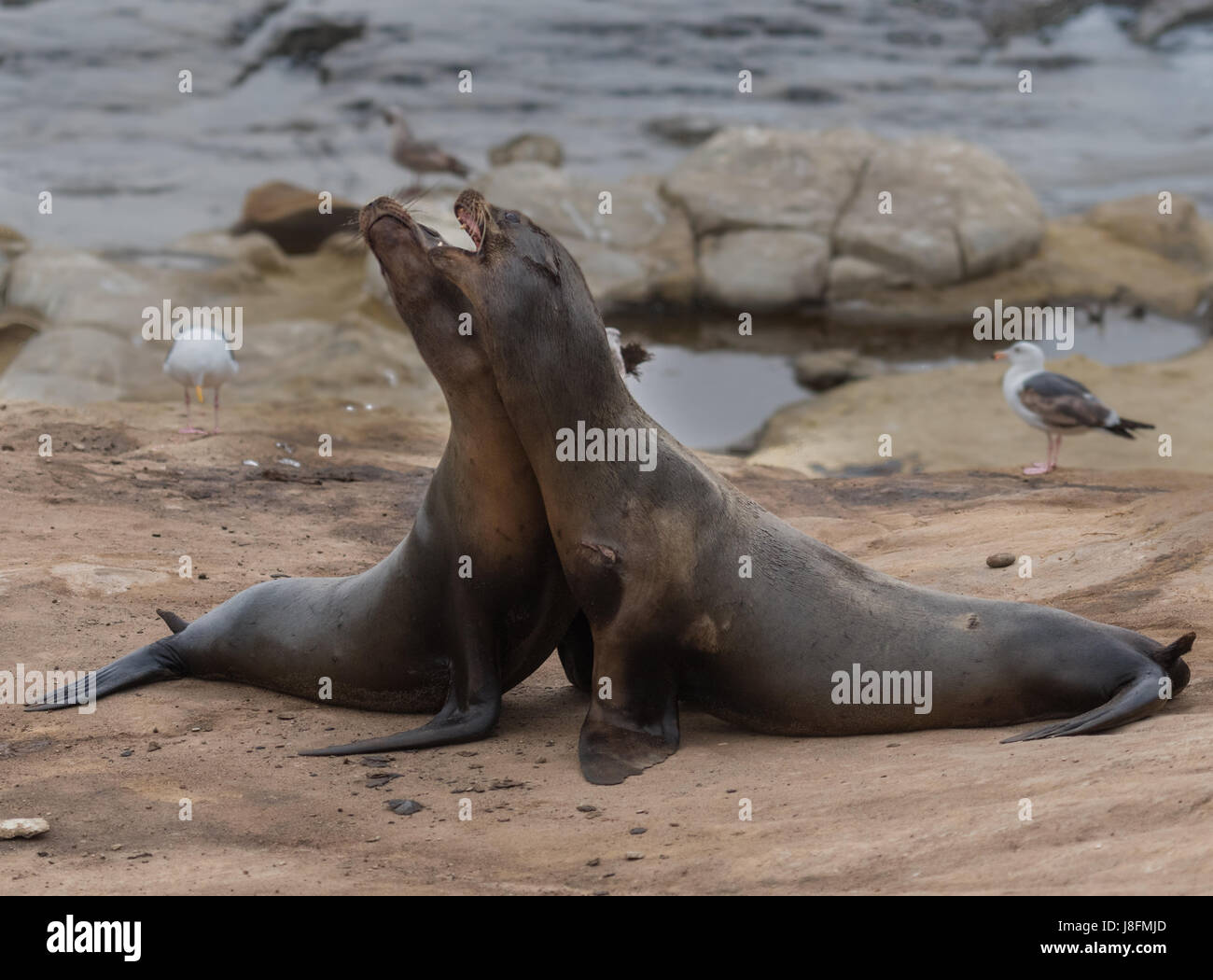 Two Sea Lions Fight on rocks along Pacific ocean Stock Photo - Alamy