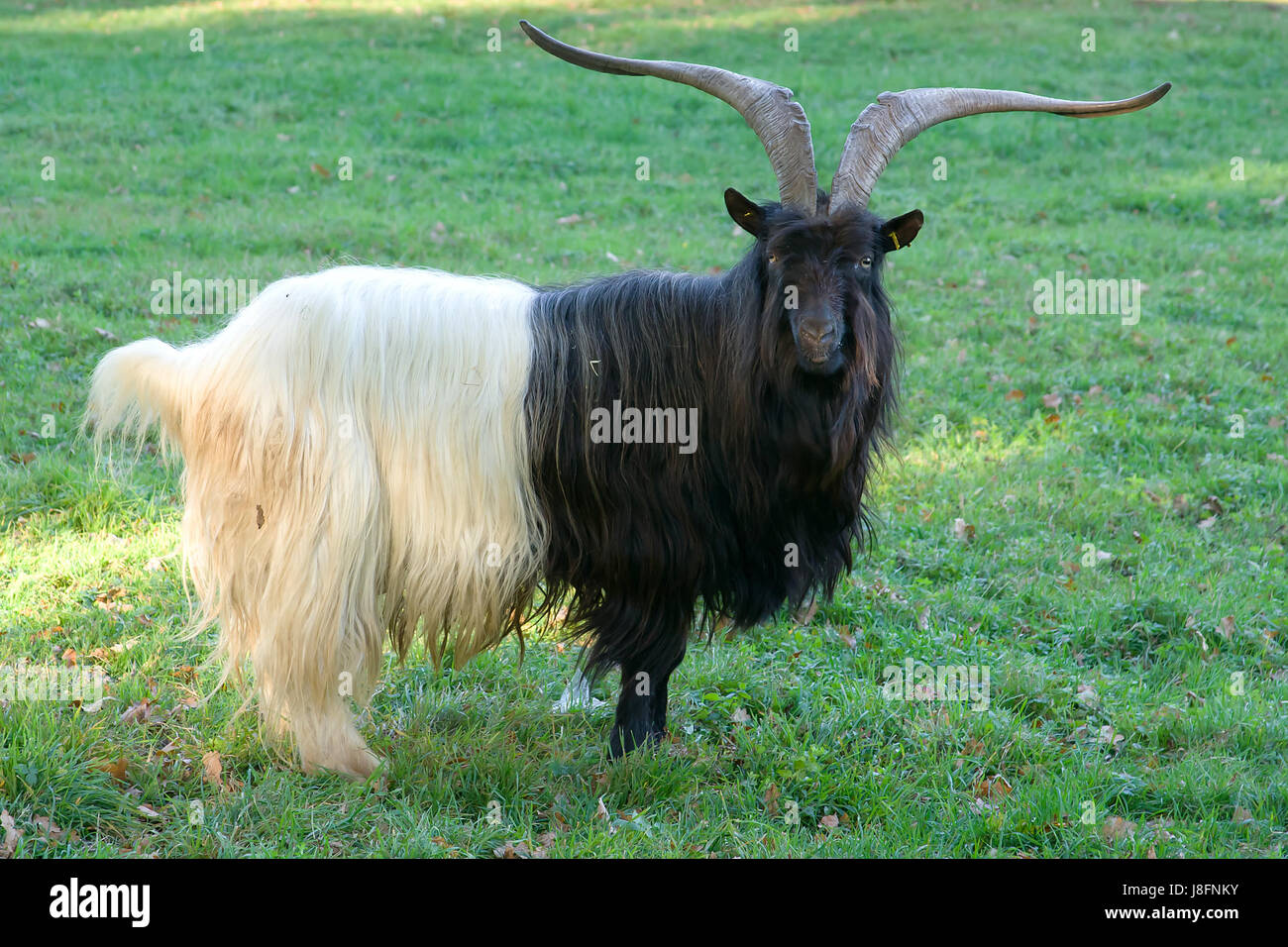 animal, goat, horn, goats, bucks, farm, he-goat, meadow, animal, pet ...