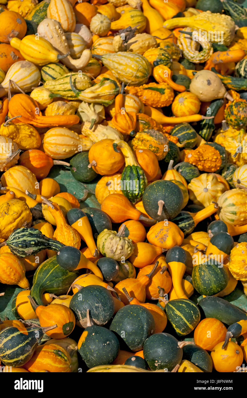 vegetable, decoration, pumpkin, colour, inedible, versatile, shapes ...
