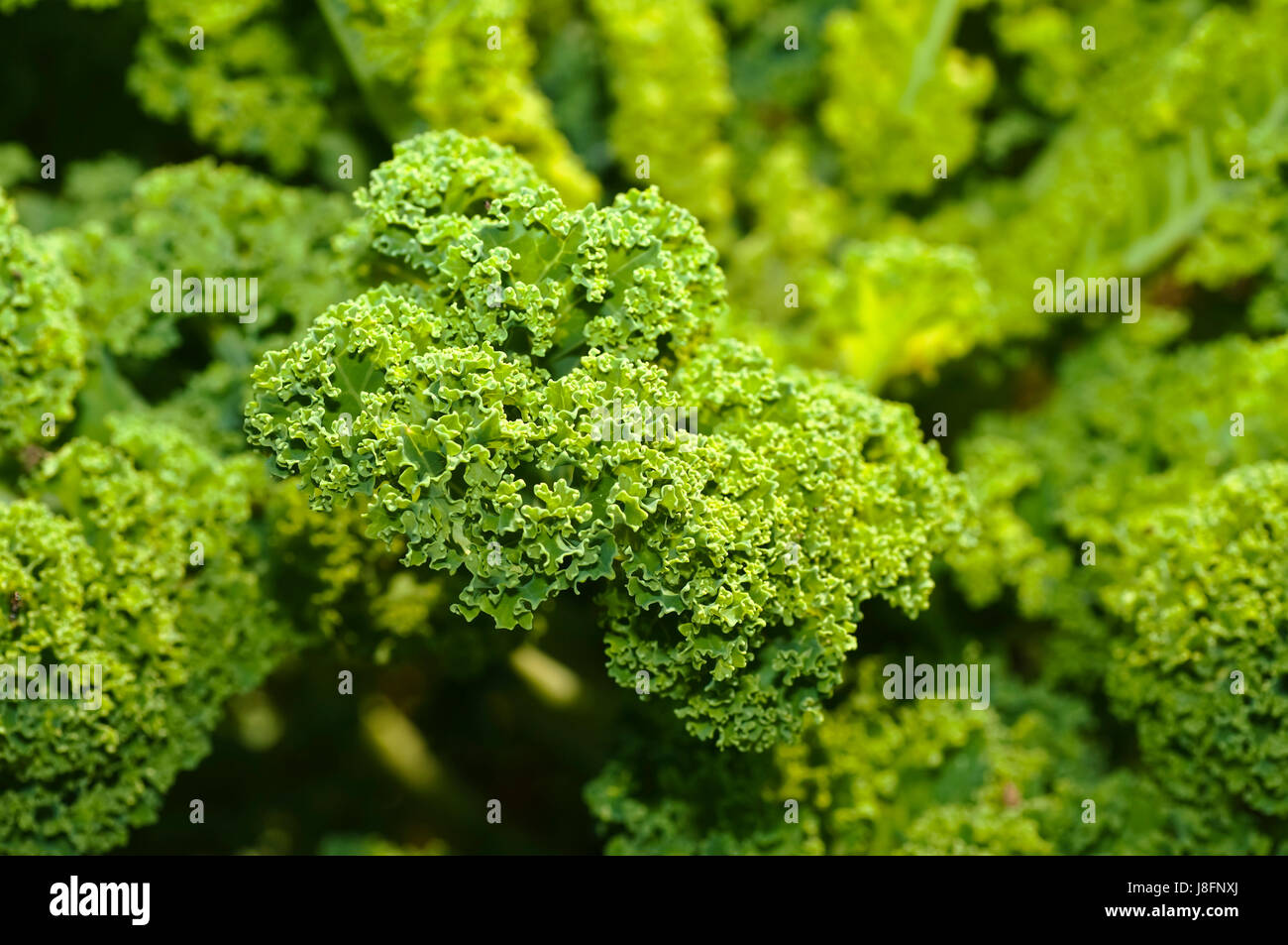 vegetable, cabbage, kale, mineral kingdom, healthy, macro, close-up ...