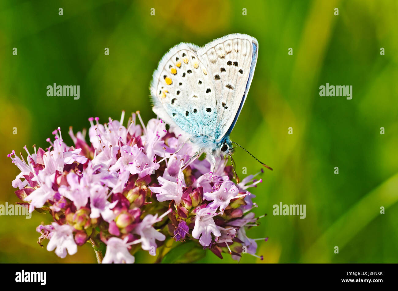 blue, insect, butterfly, male, masculine, moth, blue, macro, close-up ...