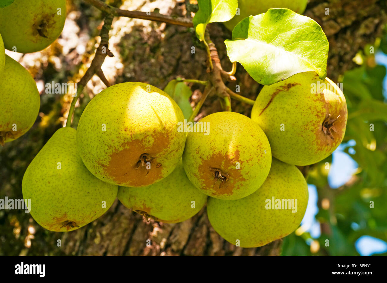 sour, tradition, pear, bulb, pear-tree, green, fruit, sour, tradition ...