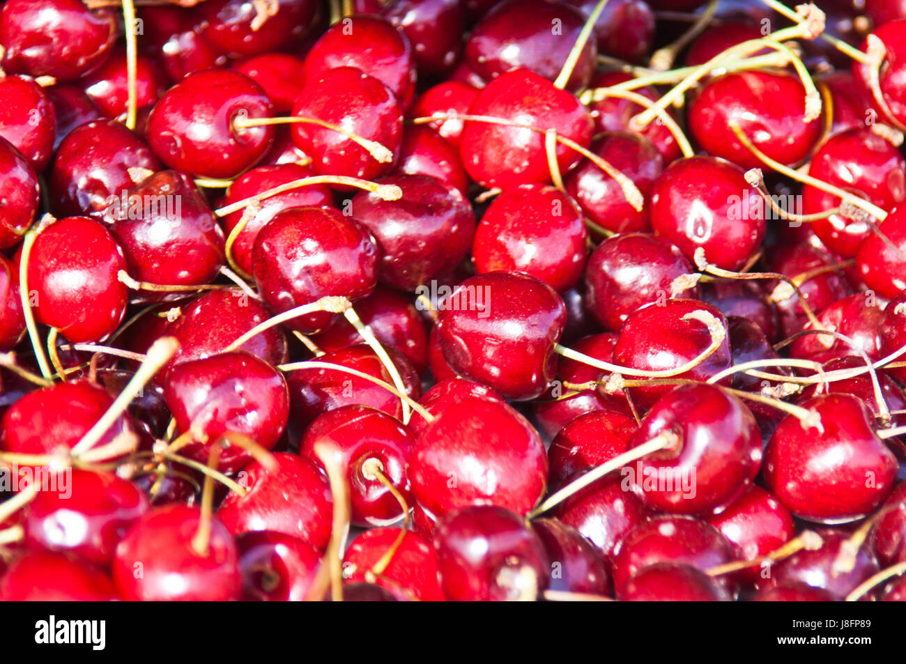 agriculture, farming, summer, summerly, ripe, fruit, season, cherries ...