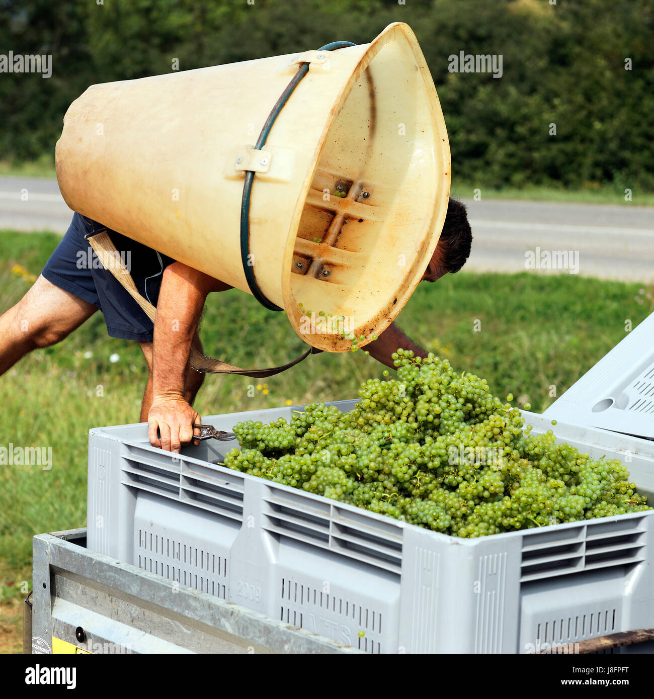 agriculture, farming, harvest, harvesting, man, vine, grape vine, grape ...