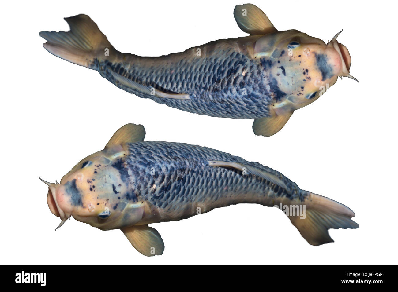 Isle of wight shape Cut Out Stock Images & Pictures - Alamy