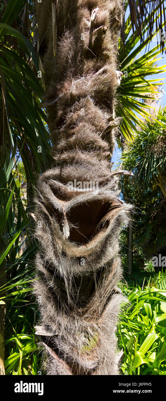 Palm trunk hi-res stock photography and images - Alamy