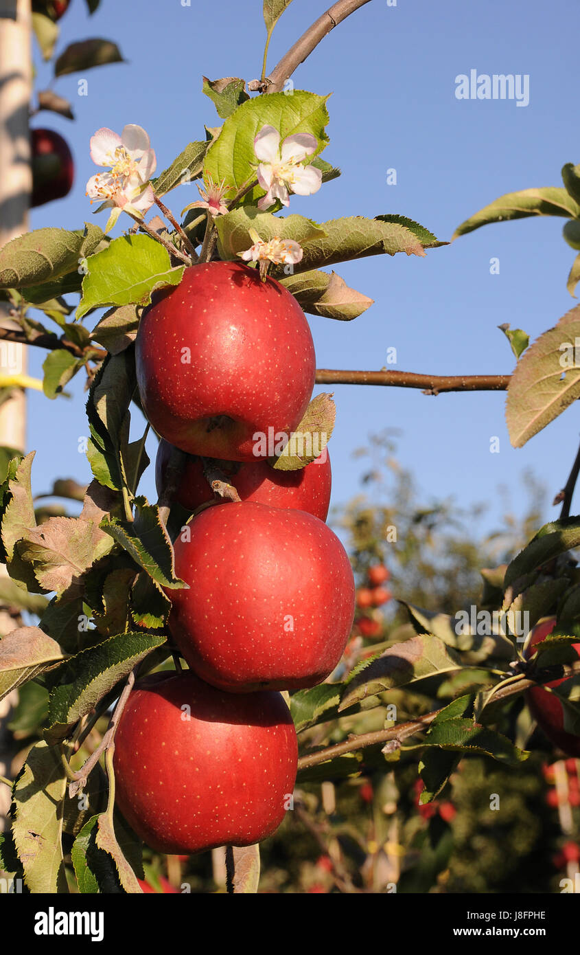 tree, bloom, blossom, flourish, flourishing, apple tree, apples, apple ...