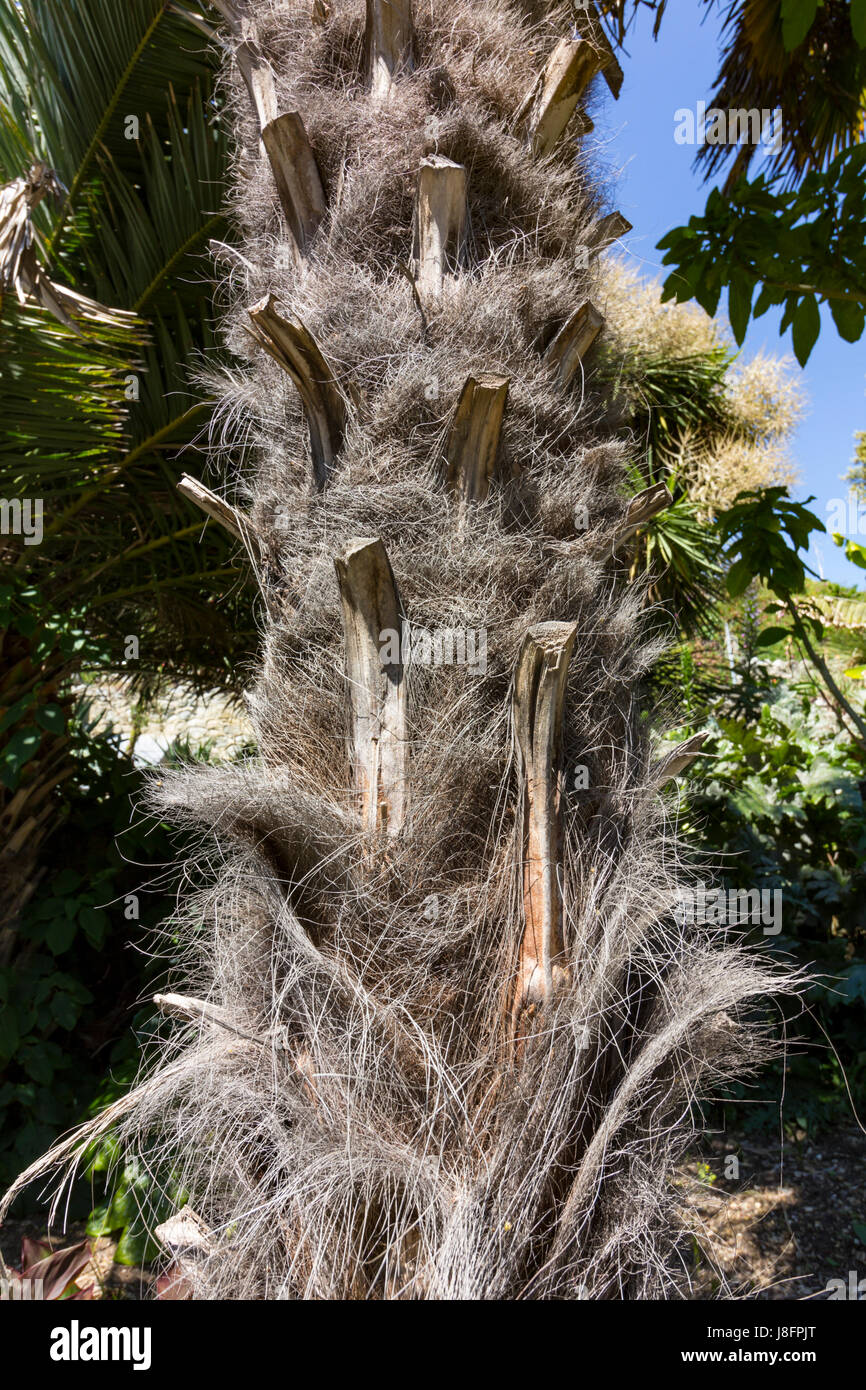 Palm trunk at Ventnor Botanic Gardens, Isle of Wight, UK Stock Photo ...