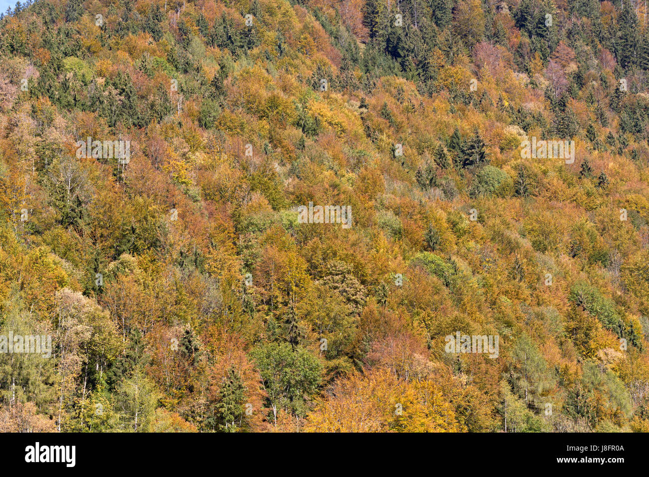 tree, trees, backdrop, background, many, forest, fall, autumn, tree ...