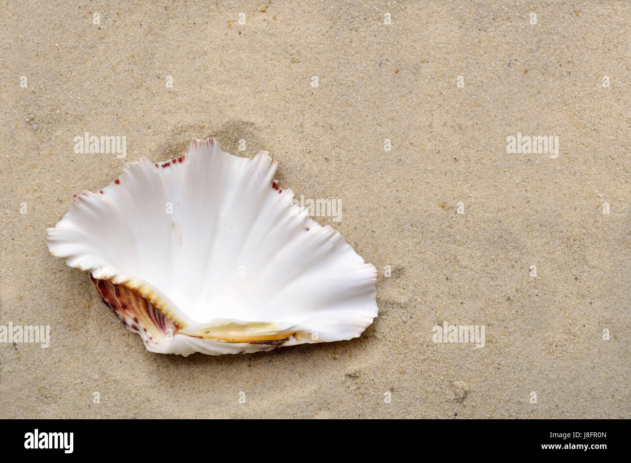 Shell relief hi-res stock photography and images - Alamy