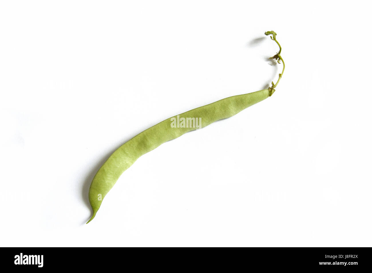 Growing red green beans Cut Out Stock Images & Pictures - Alamy