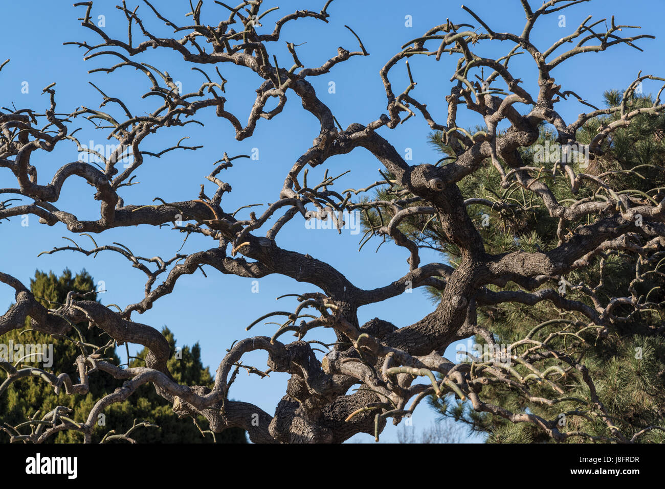 Gnarled tree branches, Fasting Palace or Palace of Abstinence, Temple ...