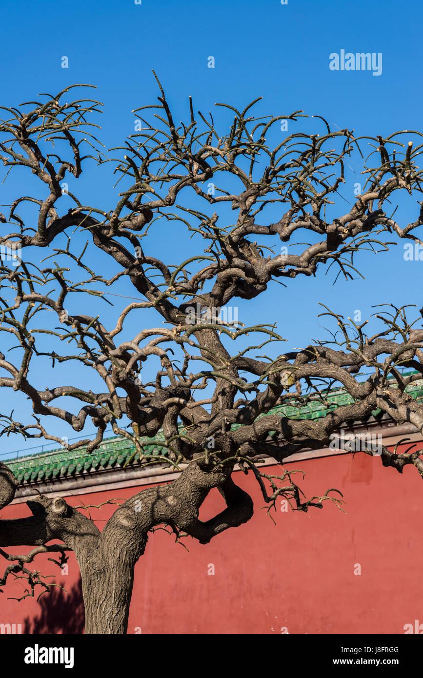 Gnarled tree branches, Fasting Palace or Palace of Abstinence, Temple ...