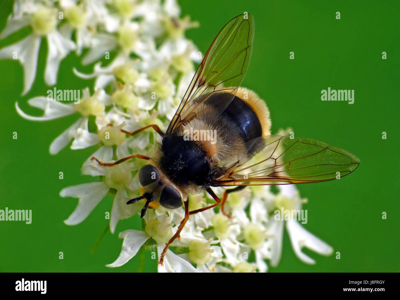 mimicry, insect, illusion, mimicry, volucella bombylans, volucella ...
