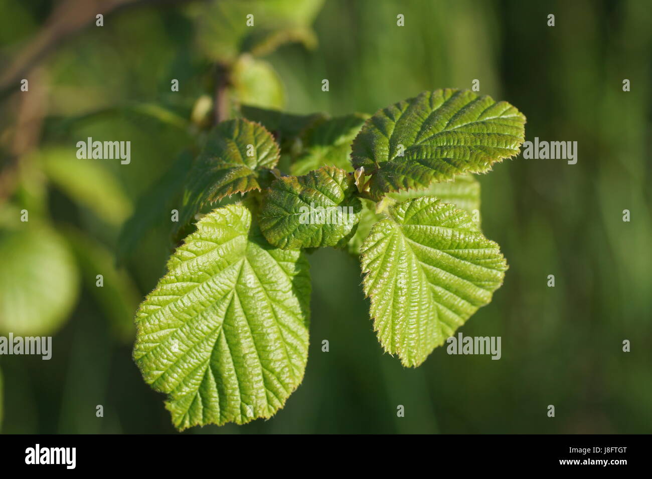 Branch of hazel. Common hazel, Corylus avellana Stock Photo - Alamy