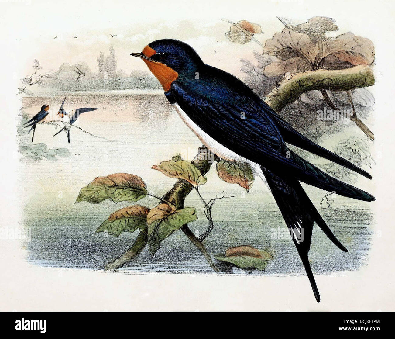Hirundo rustica, commonly known as the barn swallow, is a species of ...