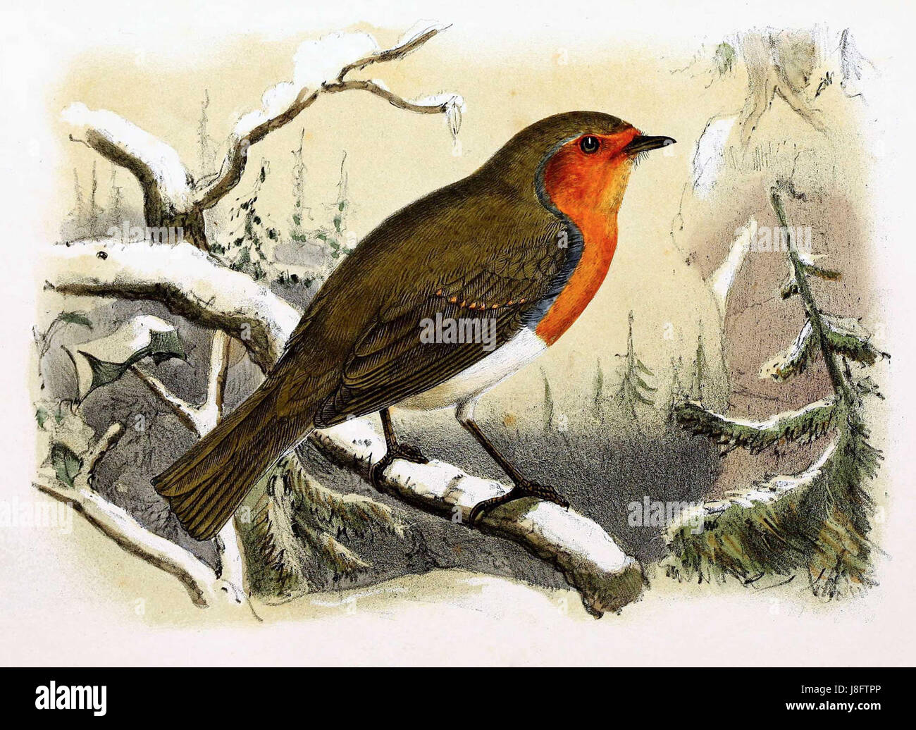 Erithacus rubecula drawing hi-res stock photography and images - Alamy