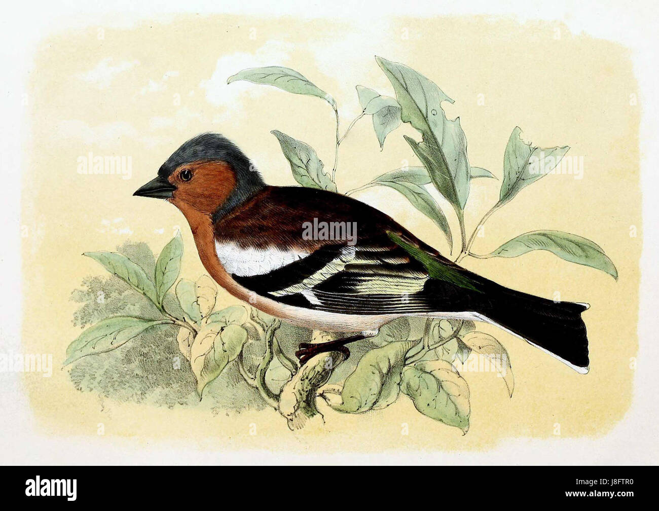 Fringilla coelebs, commonly known as the common chaffinch, is a ...