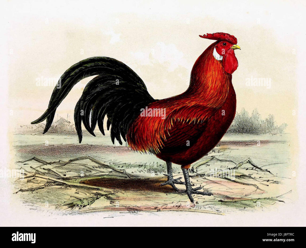 Gallus gallus domesticus Goudpelshaan 1869 Stock Photo - Alamy