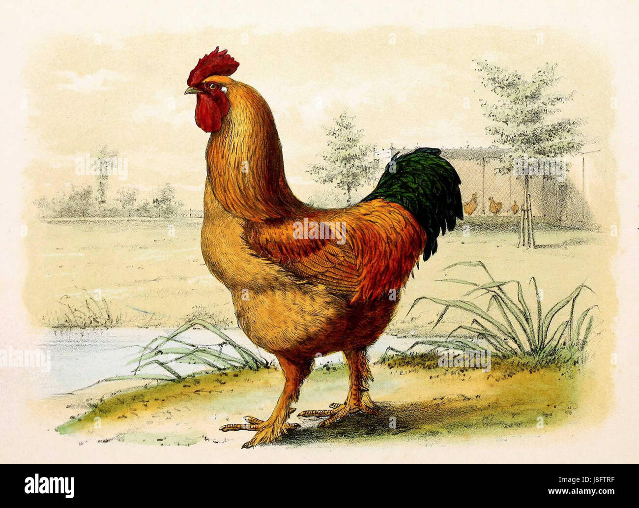 The Gallus gallus domesticus, or domestic chicken, is shown here in an ...