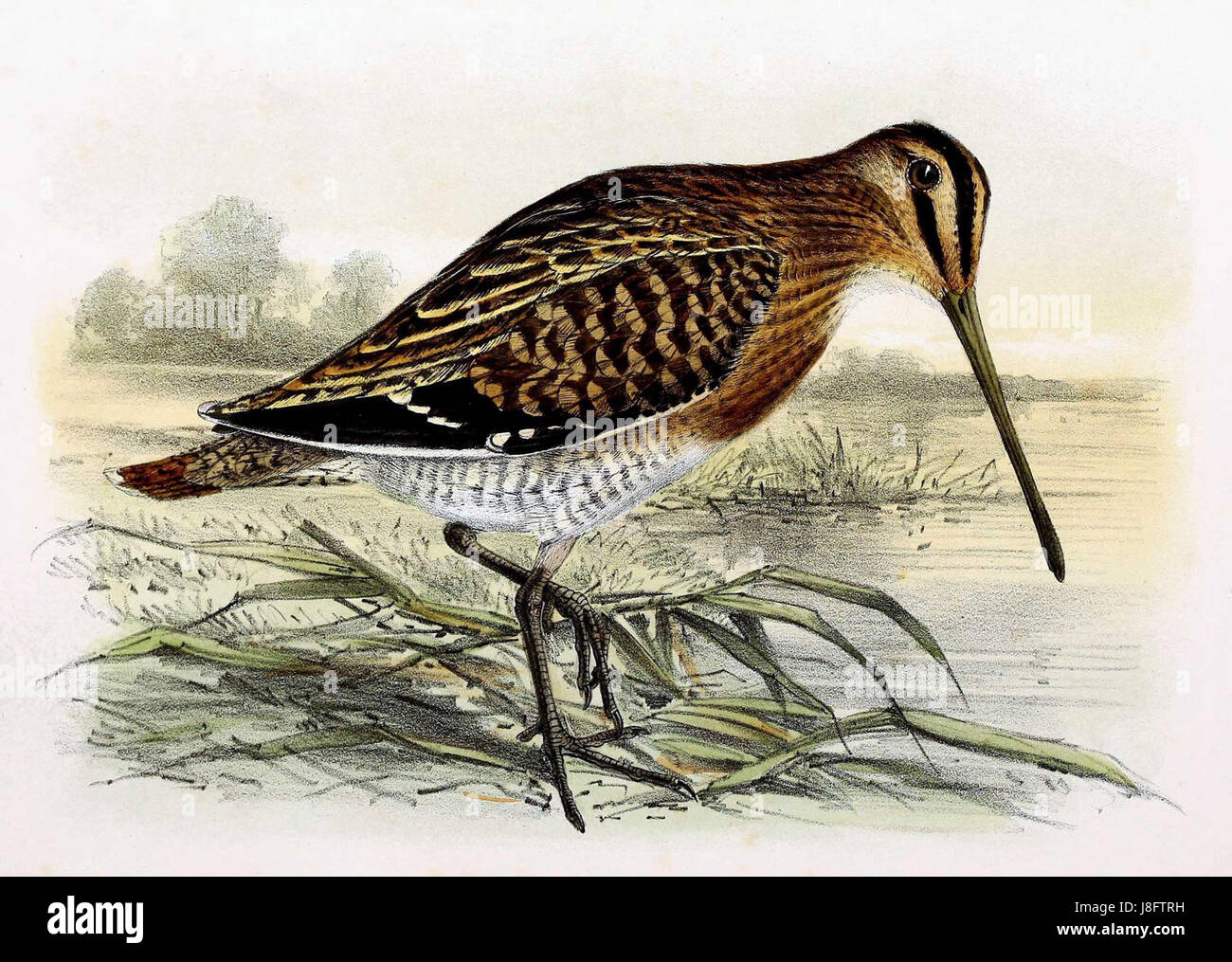 Common snipe gallinago in hi-res stock photography and images - Alamy