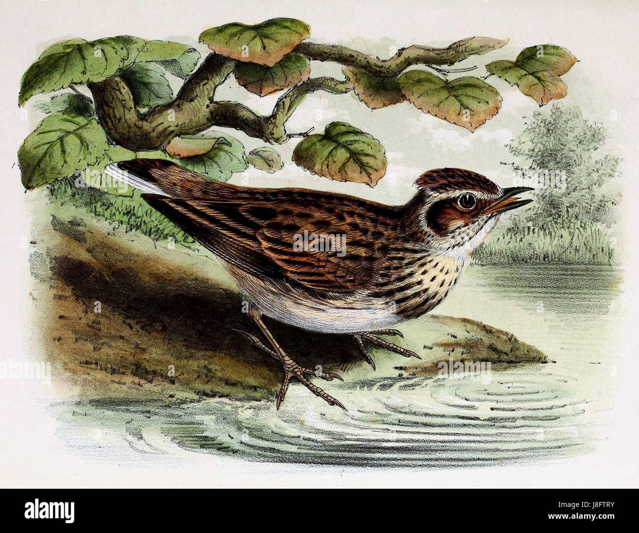 Songbird taxonomy hi-res stock photography and images - Alamy