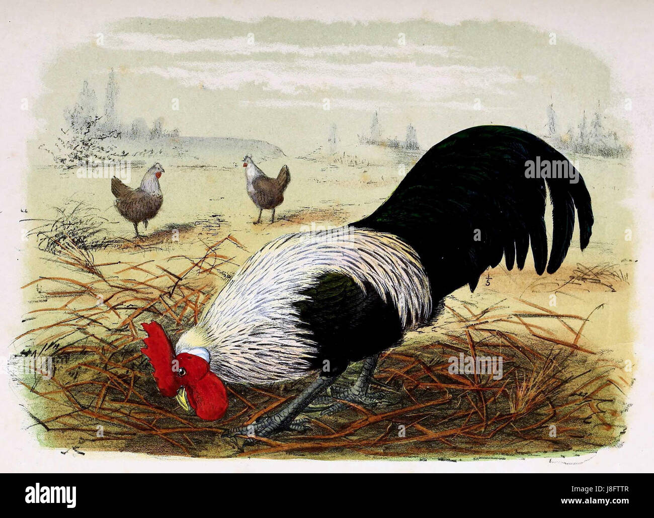 Gallus gallus domesticus, commonly known as the domestic chicken, was ...