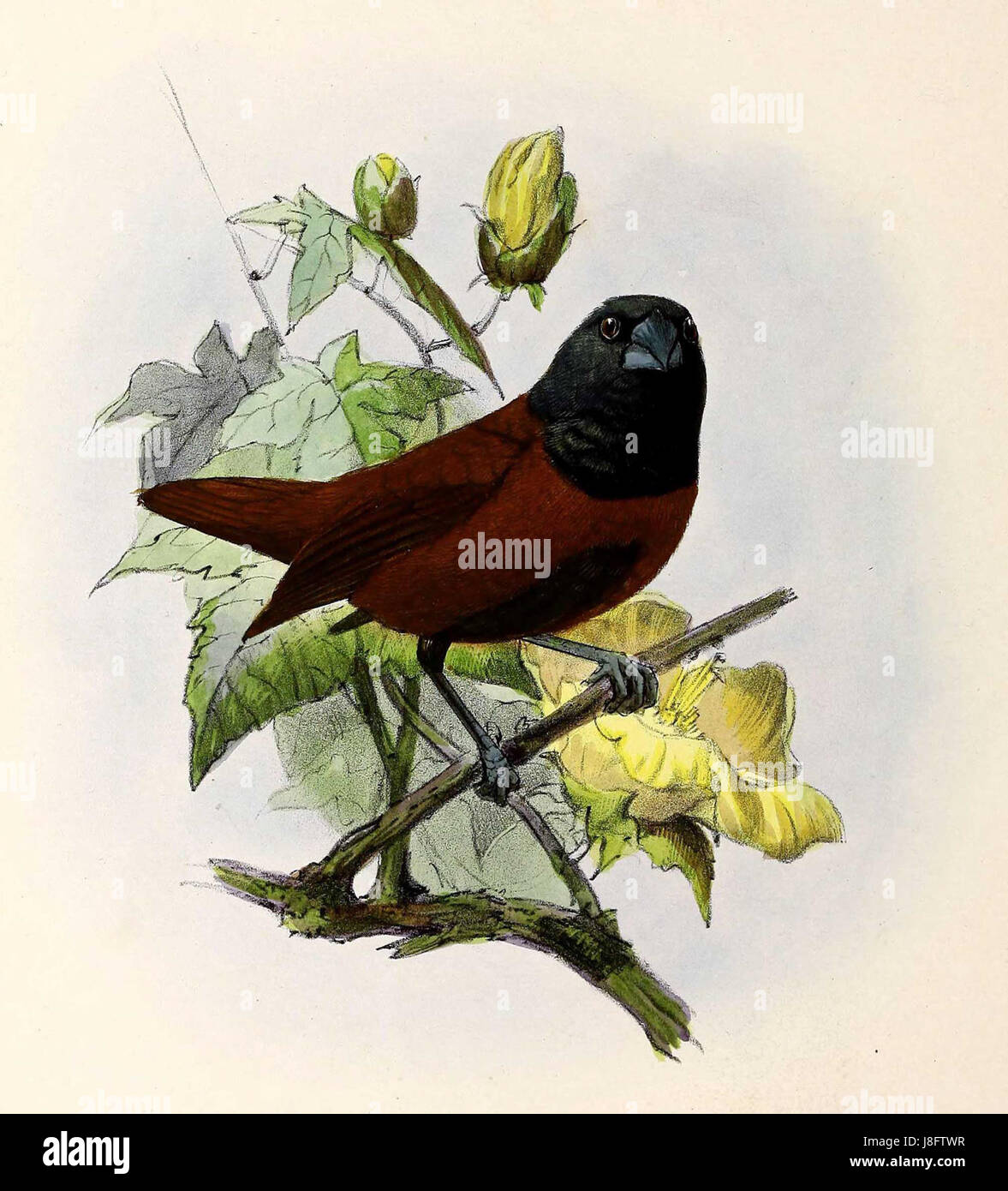 Lonchura atricapilla rubronigra is a subspecies of the black-headed ...