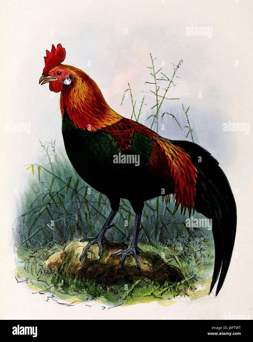 Gallus gallus bankiva 1876 Stock Photo - Alamy