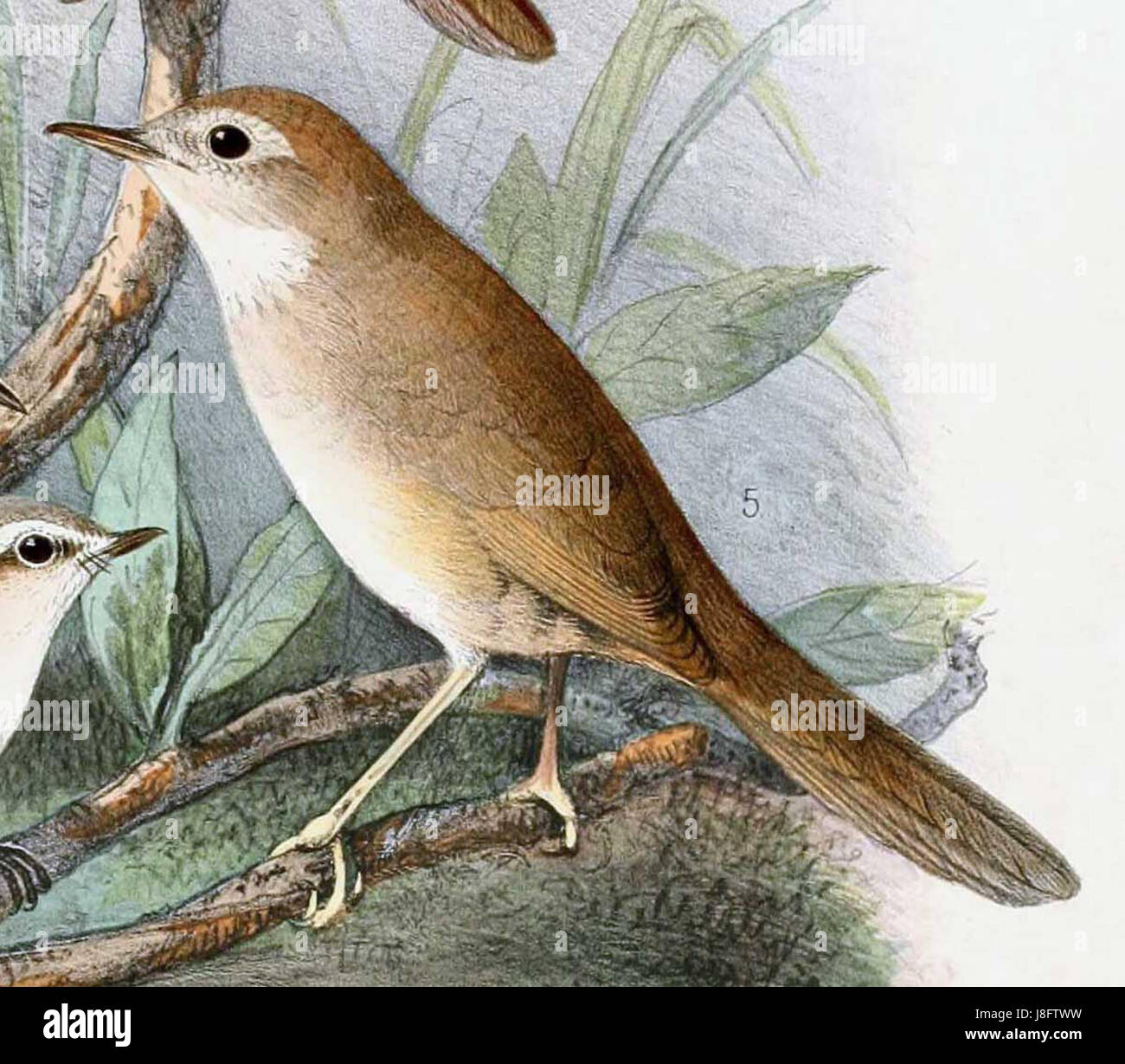 An illustration of Locustella luteoventris, a bird species from the ...