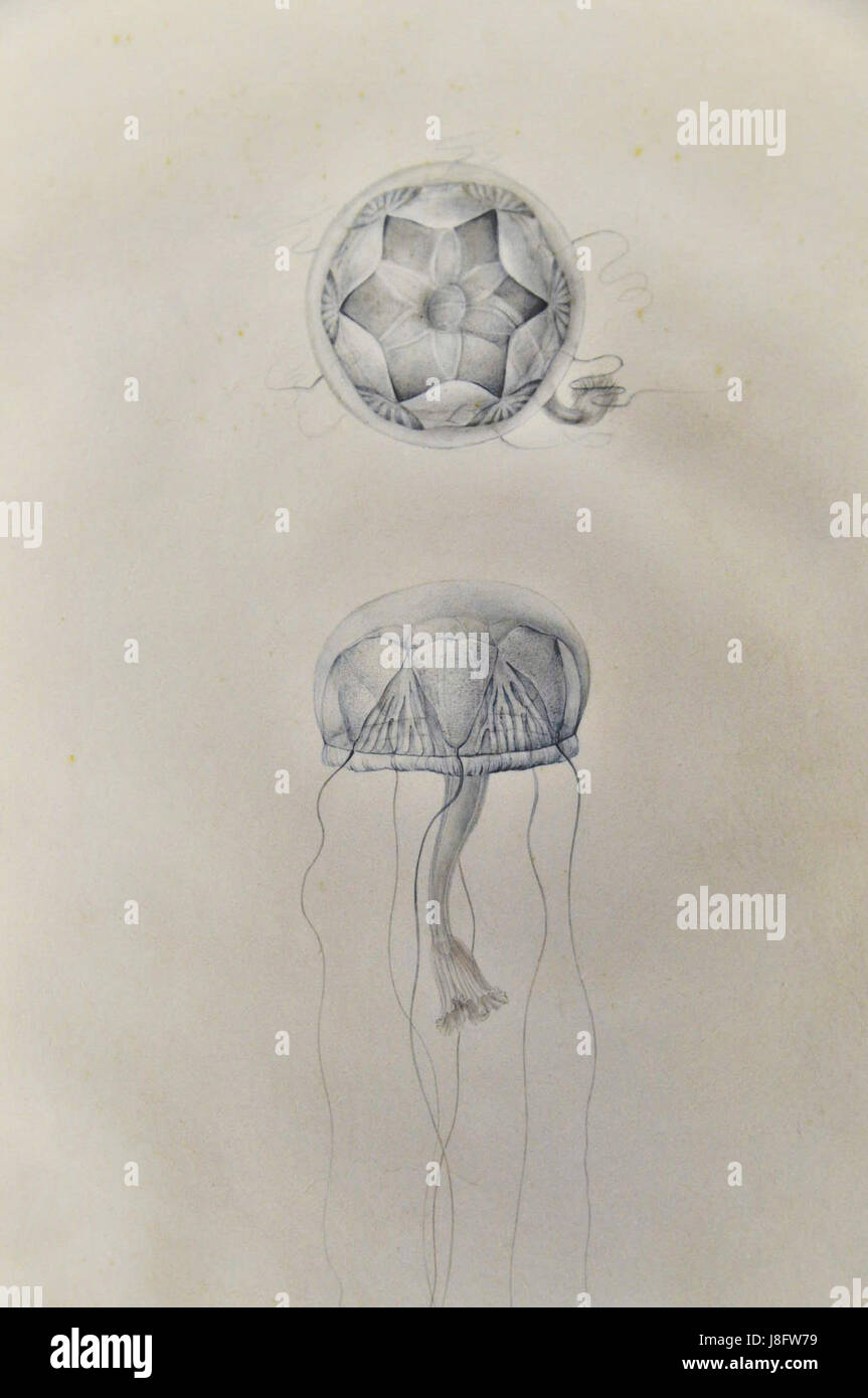 This detailed drawing of a jellyfish by French artist and naturalist ...