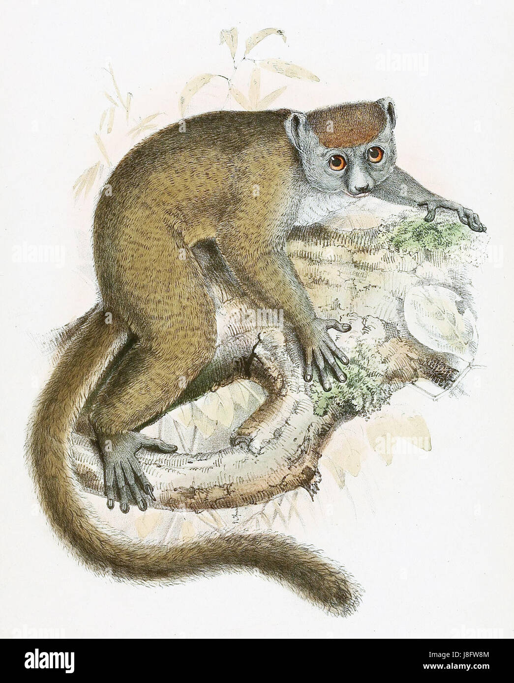 Hapalemur griseus, also known as the grey bamboo lemur, is a primate ...