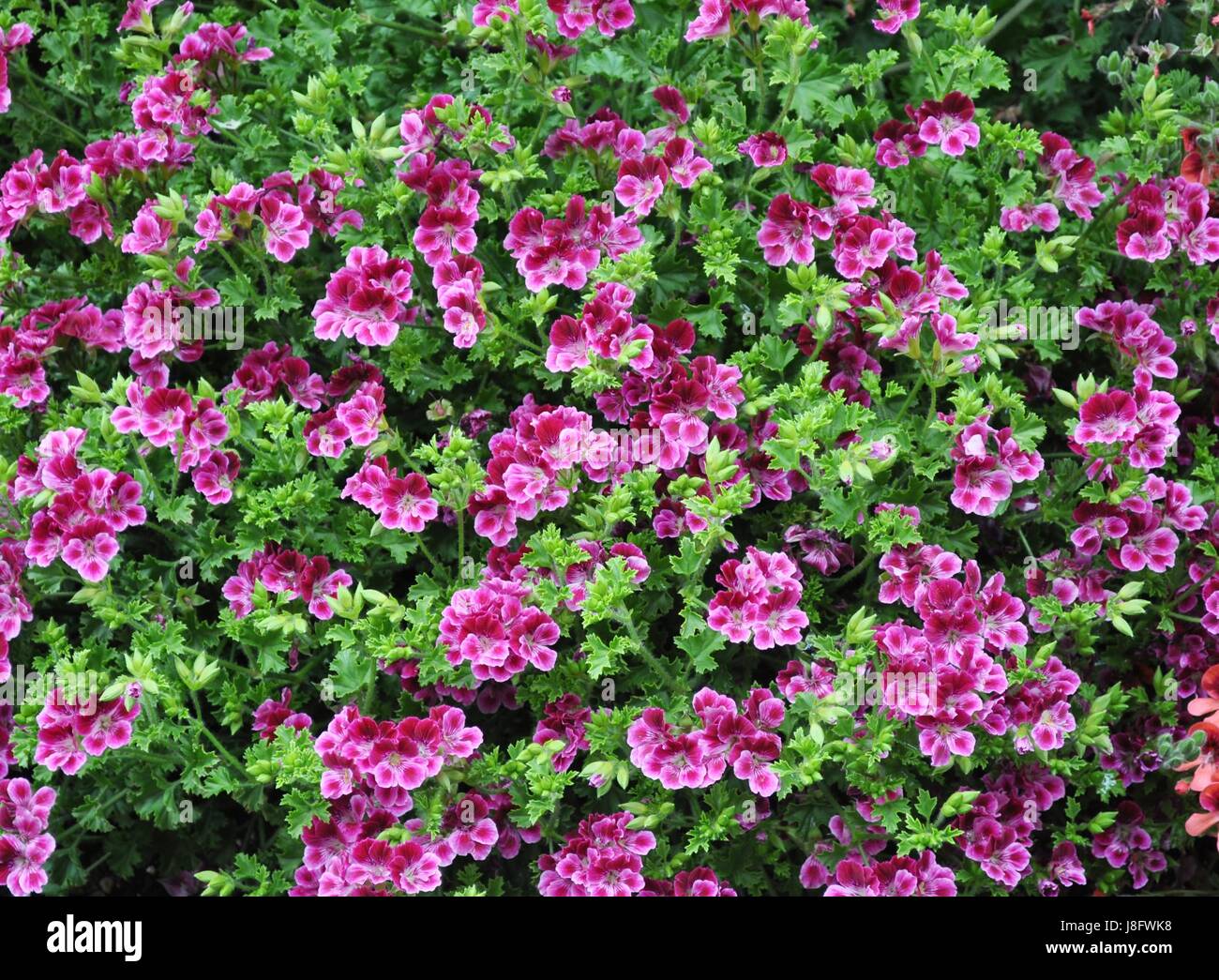 flower, plant, geranium, geraniums, leaf, tree, flower, plant, leaves ...