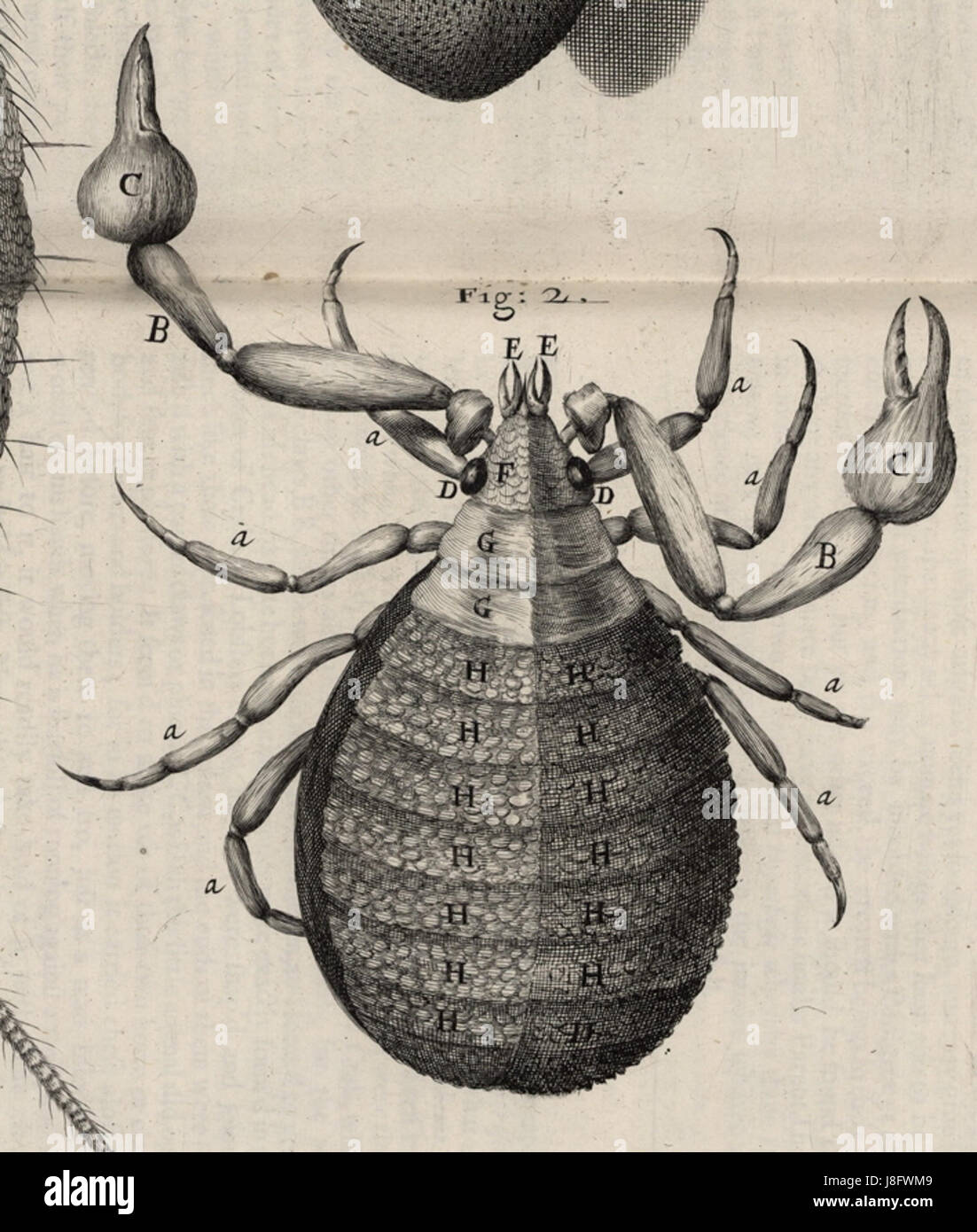 Micrographia is a scientific work that includes detailed illustrations ...