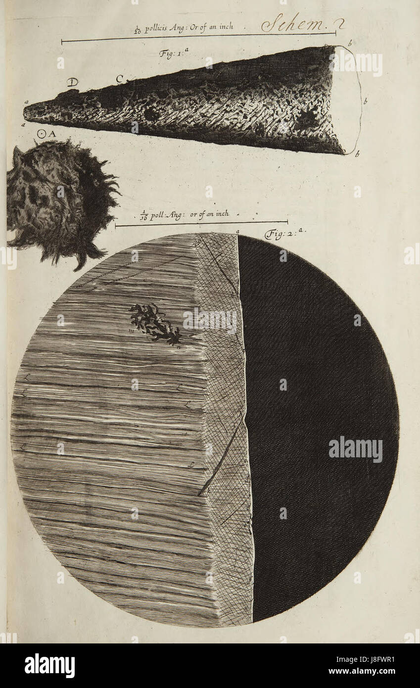 Robert hooke cell hi-res stock photography and images - Alamy