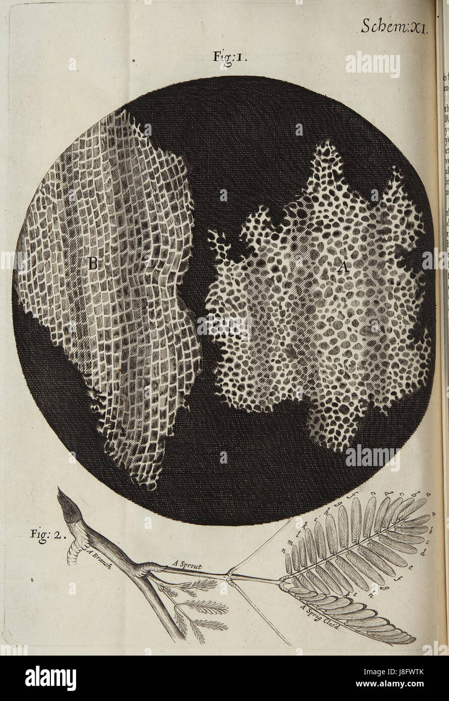 *Micrographia Schem 11* is an illustration from Robert Hooke's ...